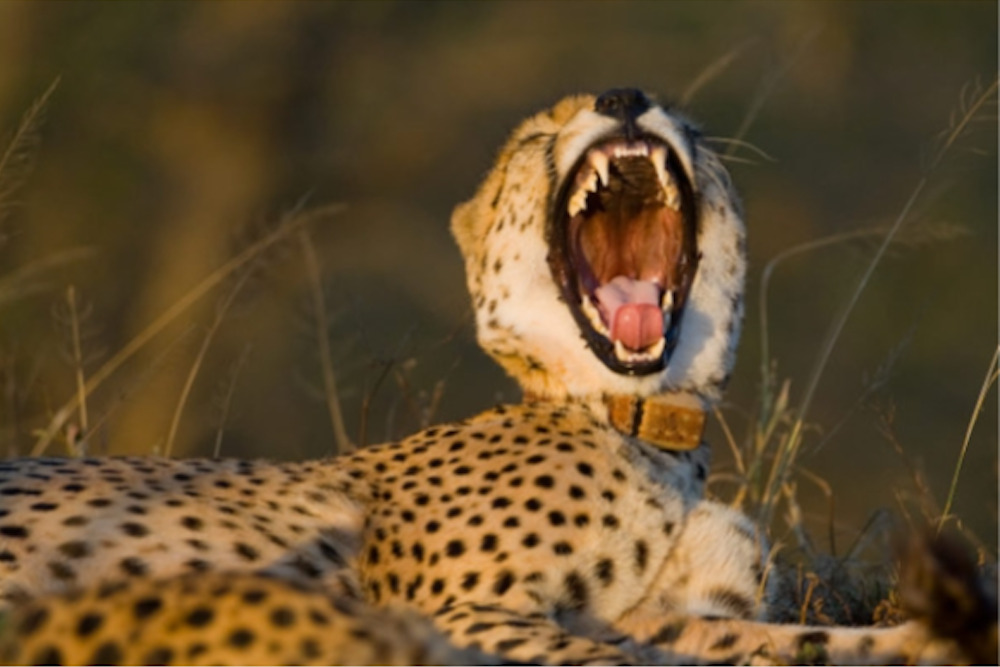 Editors Blog - Monitoring animals at work and play - Softei.com ...