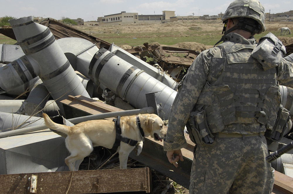 Editors Blog - Armed forces explore AR for animals - Softei.com ...