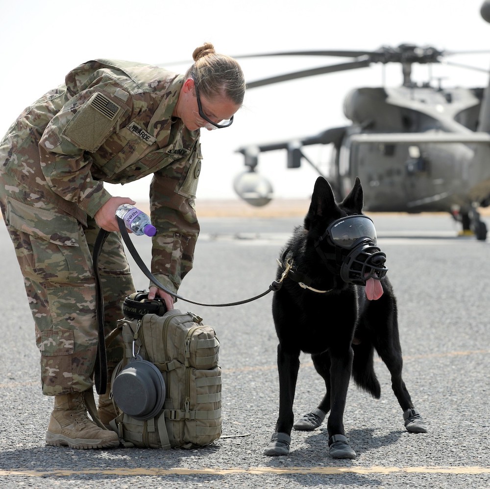 Editors Blog - Armed forces explore AR for animals - Softei.com ...